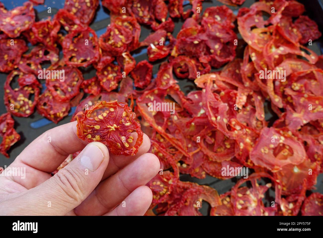 dried tomatoes, drying tomatoes in the natural sun, food dried Stock ...