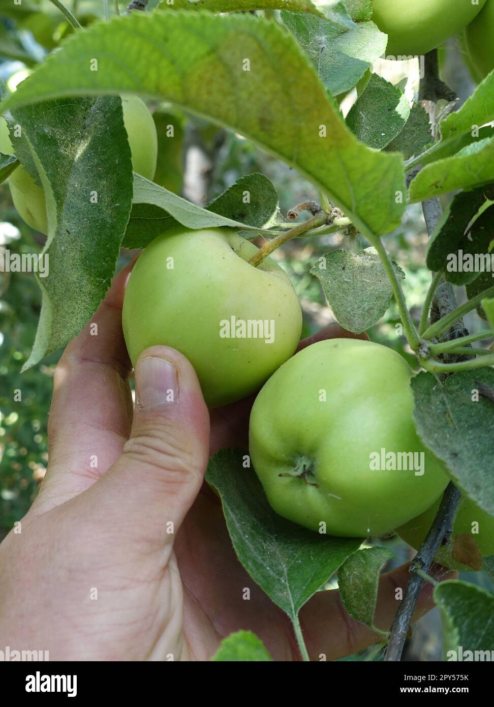 ripening fresh argentine sour apple, natural sour apple, argentina sour ...