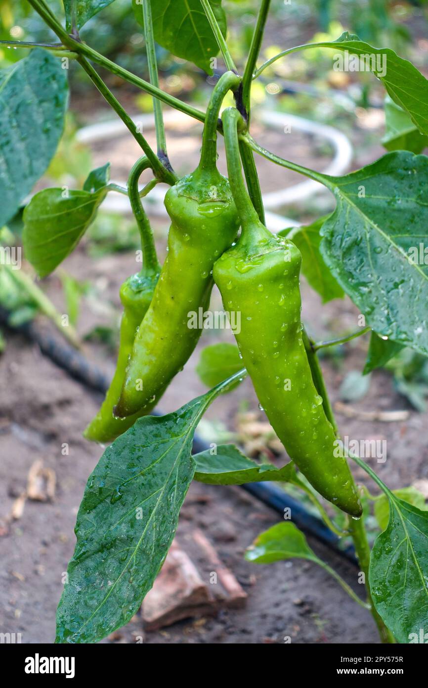 natural capia pepper in the garden, capia pepper is not yet green ...