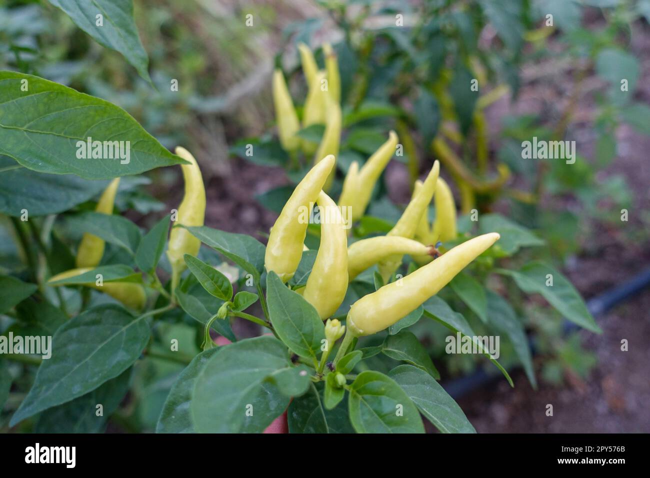 garden fresh cayenne pepper, cayenne pepper, cayenne pepper for ...