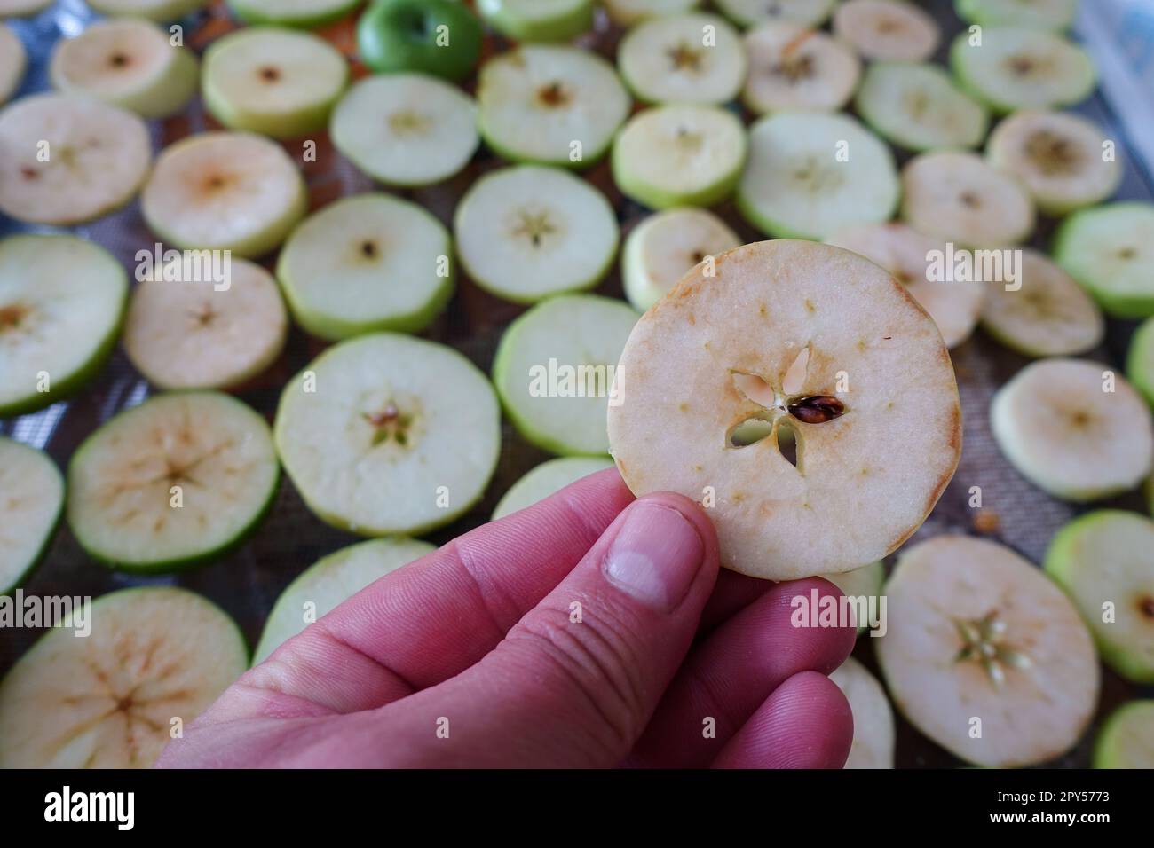 apple drying process,close-up sliced apple slices left to dry Stock ...