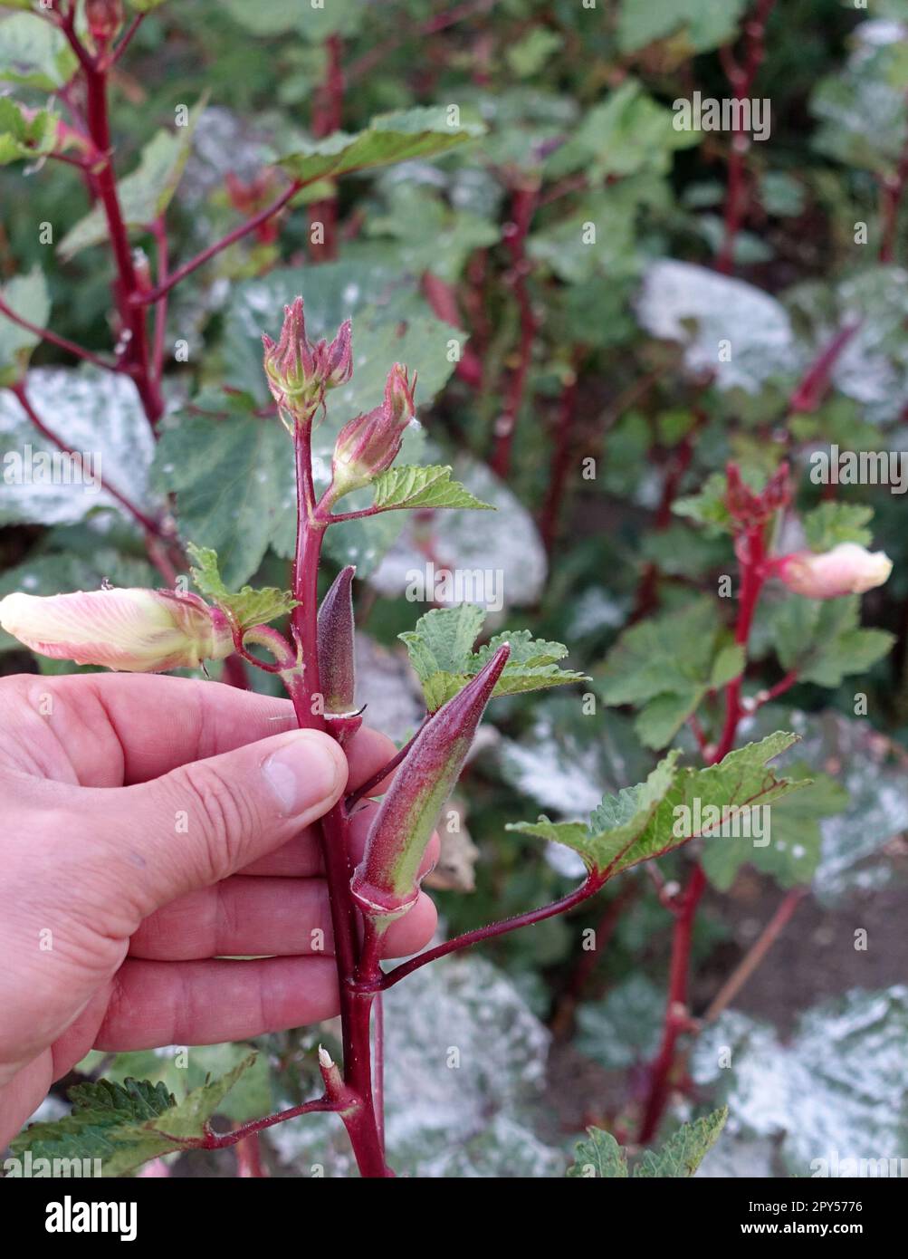 red okra, henna okra specific to Turkey, okra varieties, okra species ...