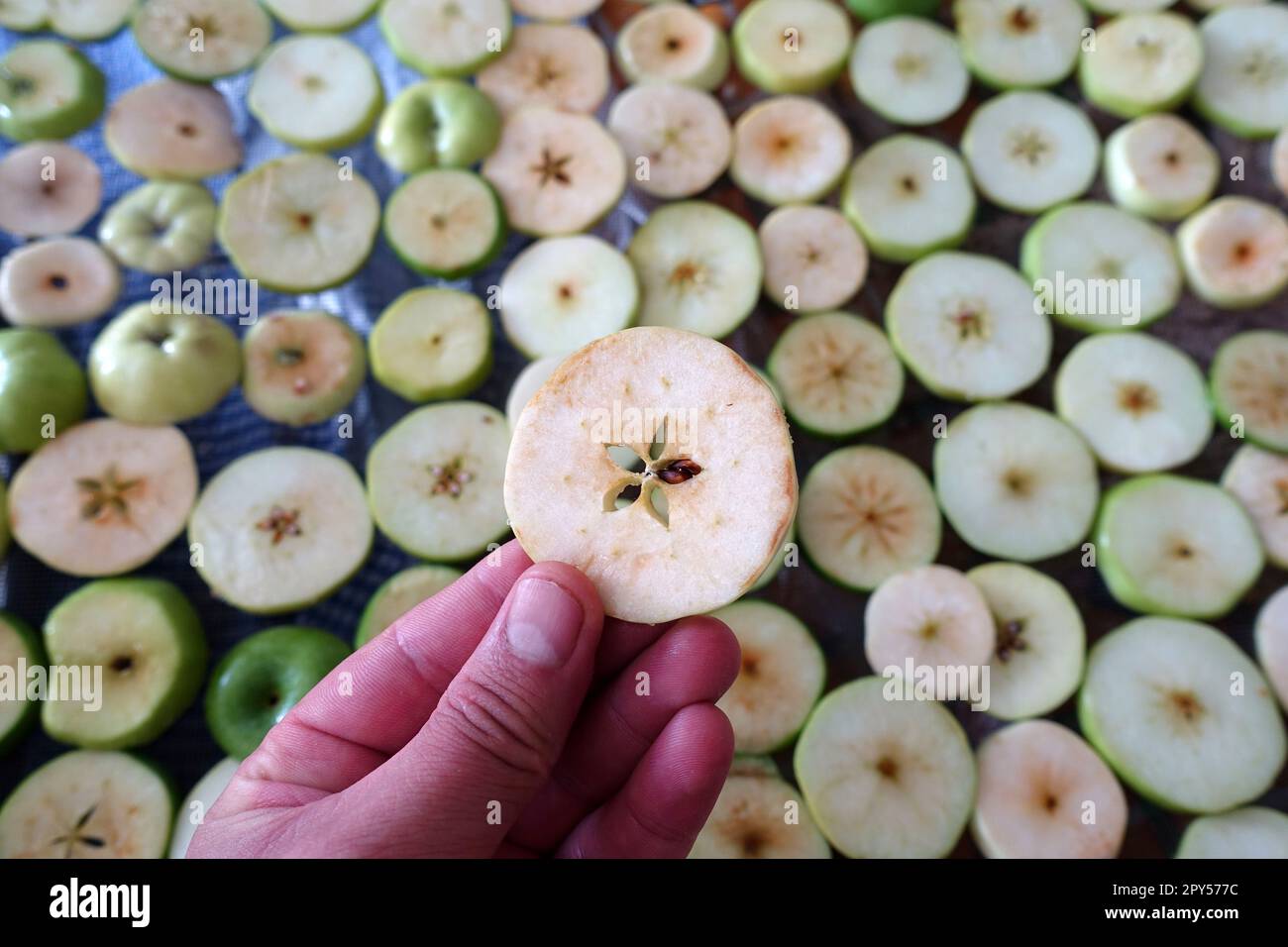 drying homemade apples, drying apples, sliced apple slices left to dry ...