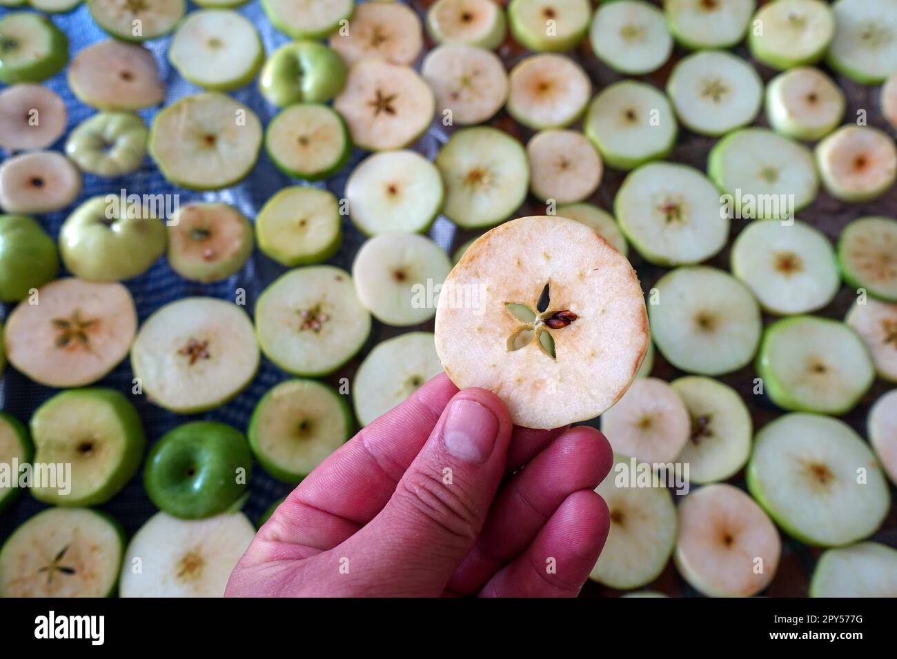 drying homemade apples, drying apples, sliced apple slices left to dry ...
