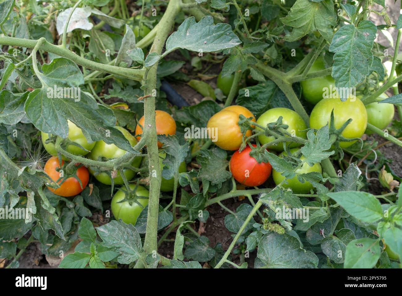 growing tomatoes in close-up soil,green tomatoes ready to ripen,natural ...