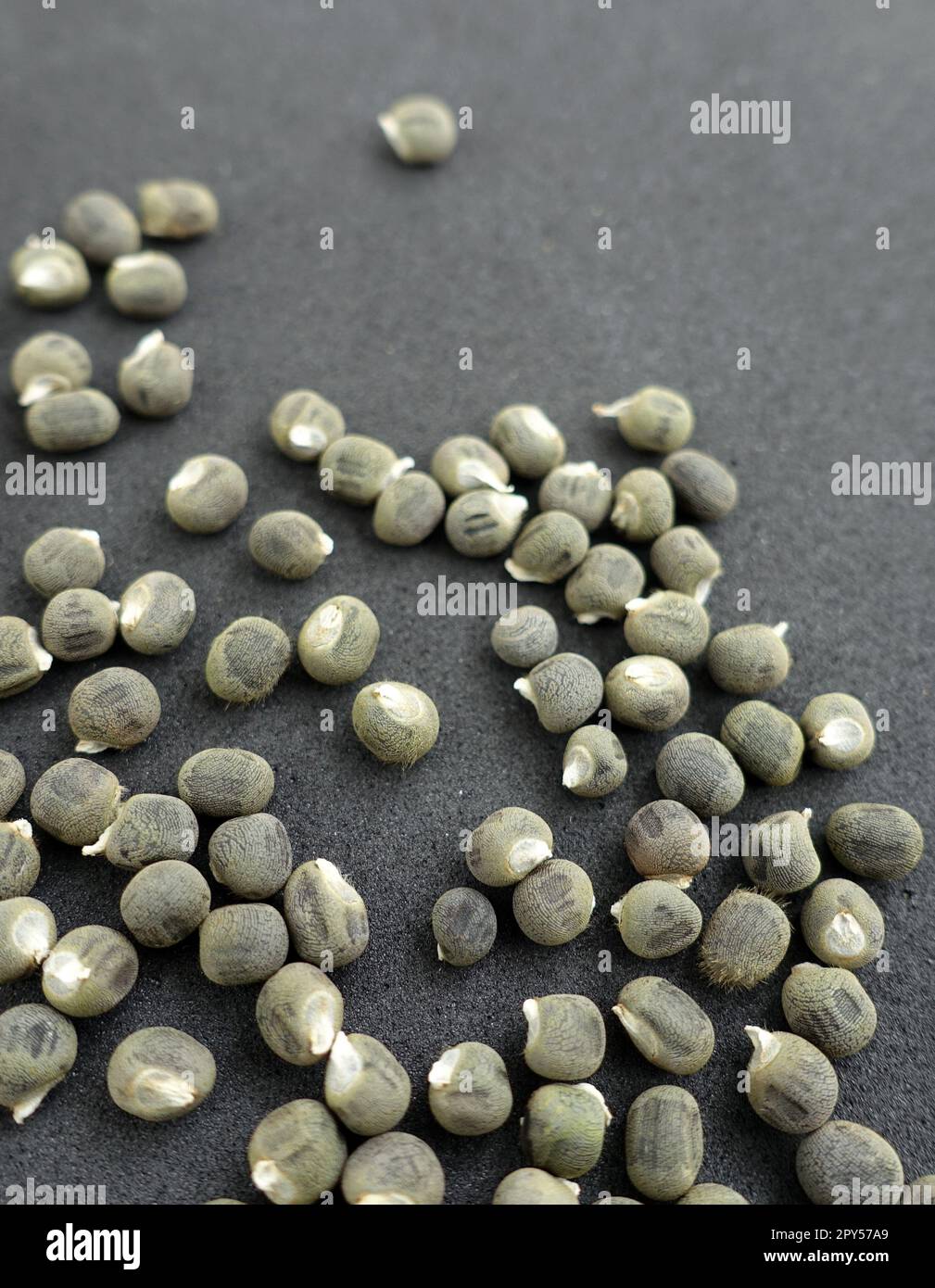 okra seed close-up,okra seed grains on black background Stock Photo - Alamy