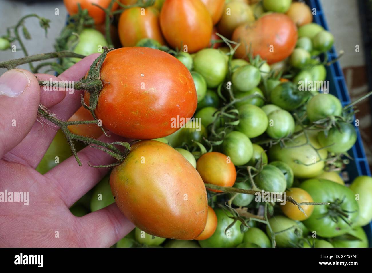 close-up village tomatoes in a bowl, hormone-free and non-GMO tomatoes ...