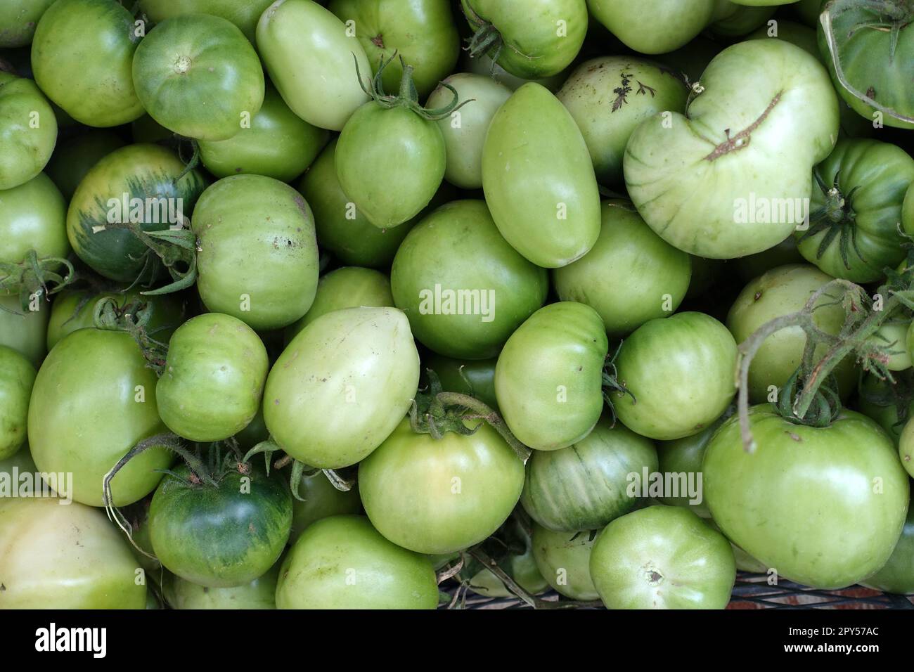 close-up village tomatoes in a bowl, hormone-free and non-GMO tomatoes ...