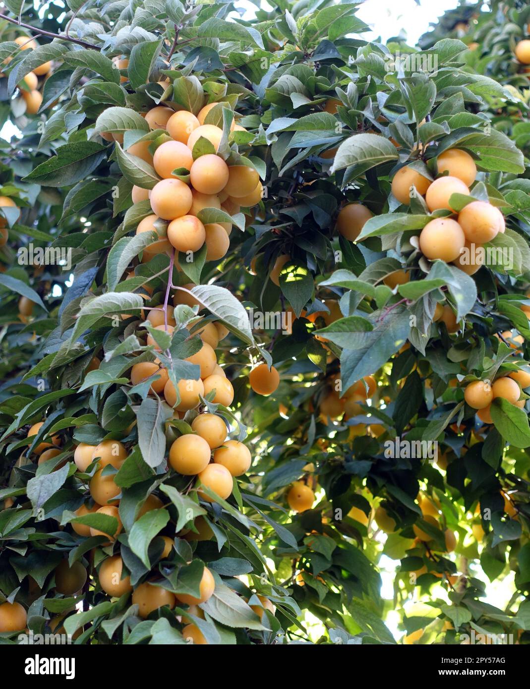 Ripe yellowing plums hi-res stock photography and images - Alamy