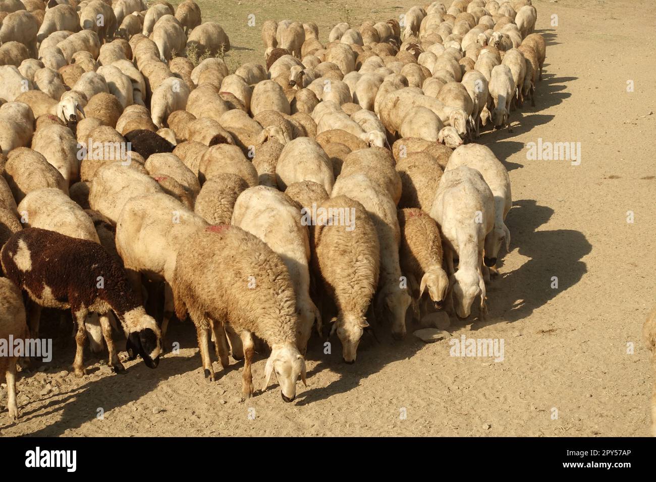 a flock of sheep in turkey in summer, sheep and goats in the field, a ...