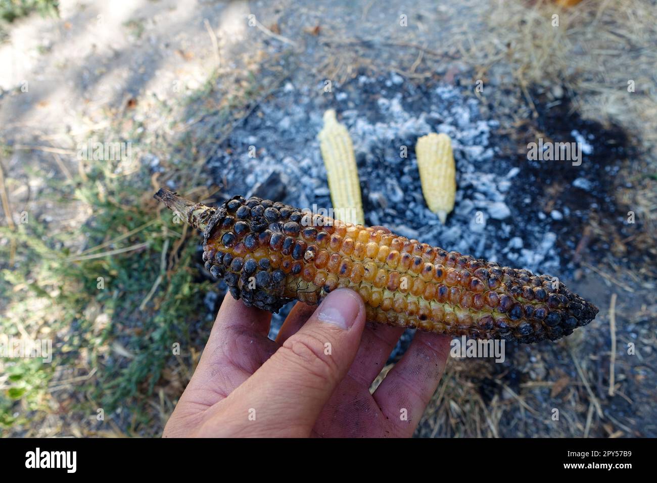cooking corn on embers, natural fresh corn cooked in wood, roasted corn ...
