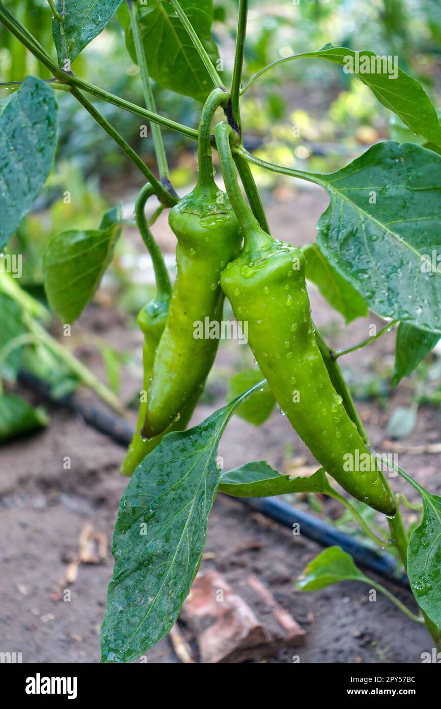 natural capia pepper in the garden, capia pepper is not yet green ...