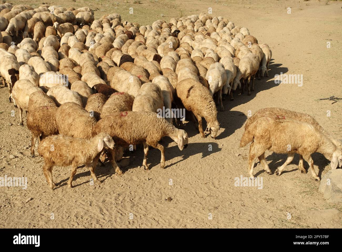a flock of sheep in turkey in summer, sheep and goats in the field, a ...