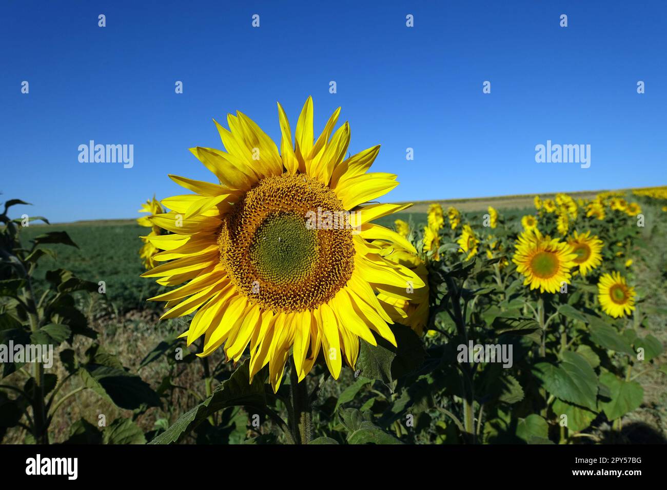 Sunflowers in morning summer field hi-res stock photography and images ...