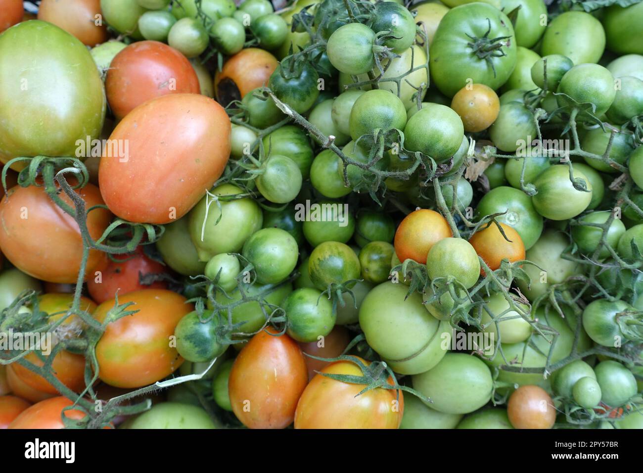 close-up village tomatoes in a bowl, hormone-free and non-GMO tomatoes ...