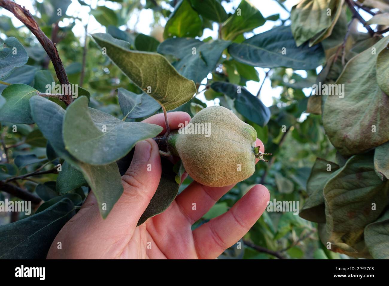 Unripe raw quince hi-res stock photography and images - Alamy