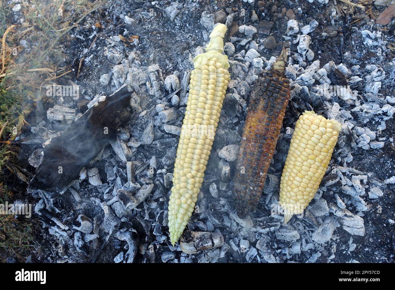 cooking corn on embers, natural fresh corn cooked in wood, roasted corn ...