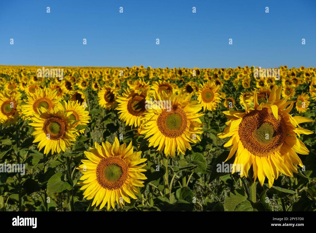 the magnificent yellow flowers of the sunflower plant, which is used to ...