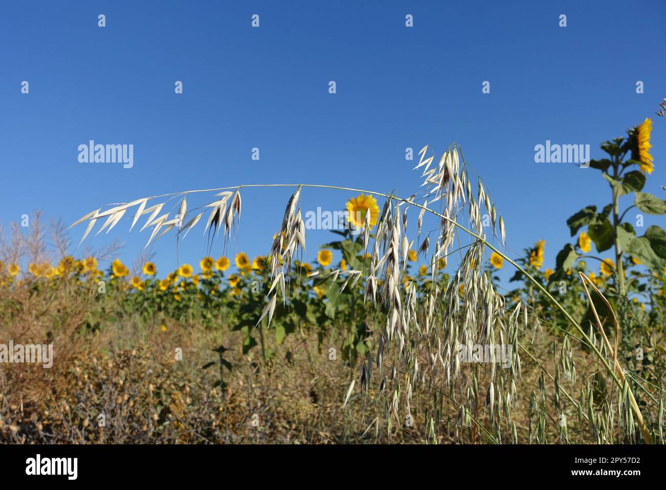 oat plant, dried oat plant close-up, oats from cereal varieties Stock ...