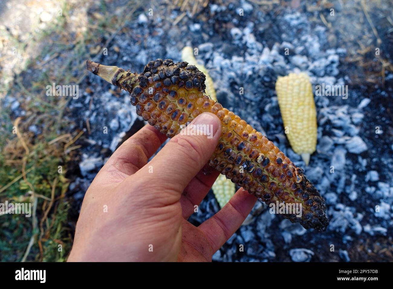 cooking corn on embers, natural fresh corn cooked in wood, roasted corn ...