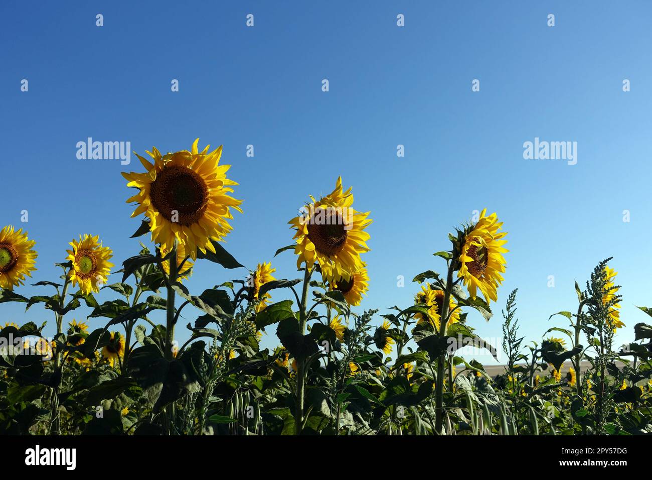 Sunflowers in morning summer field hi-res stock photography and images ...