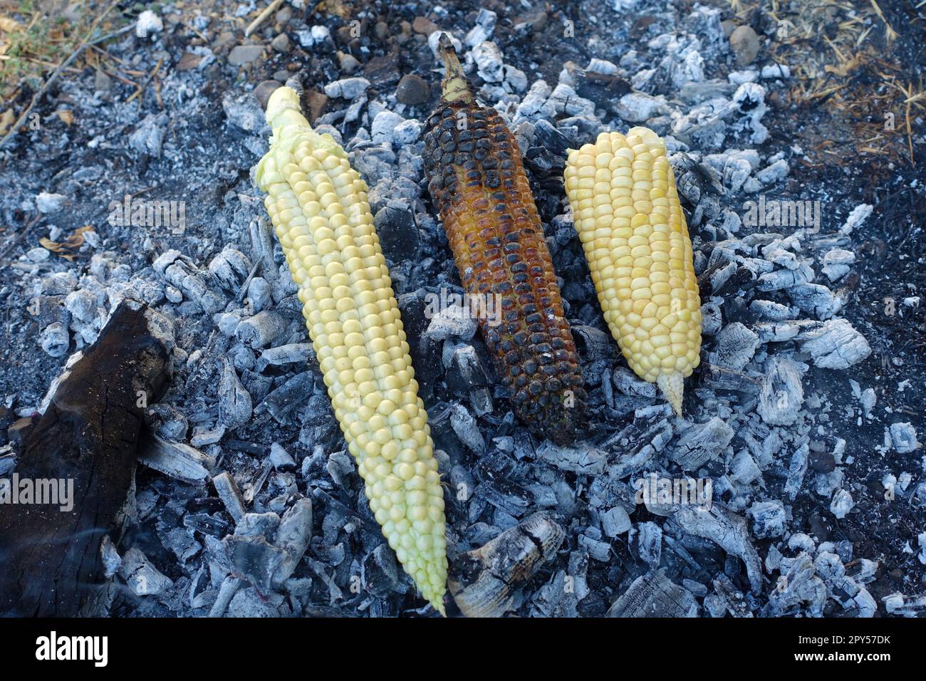 cooking corn on embers, natural fresh corn cooked in wood, roasted corn ...