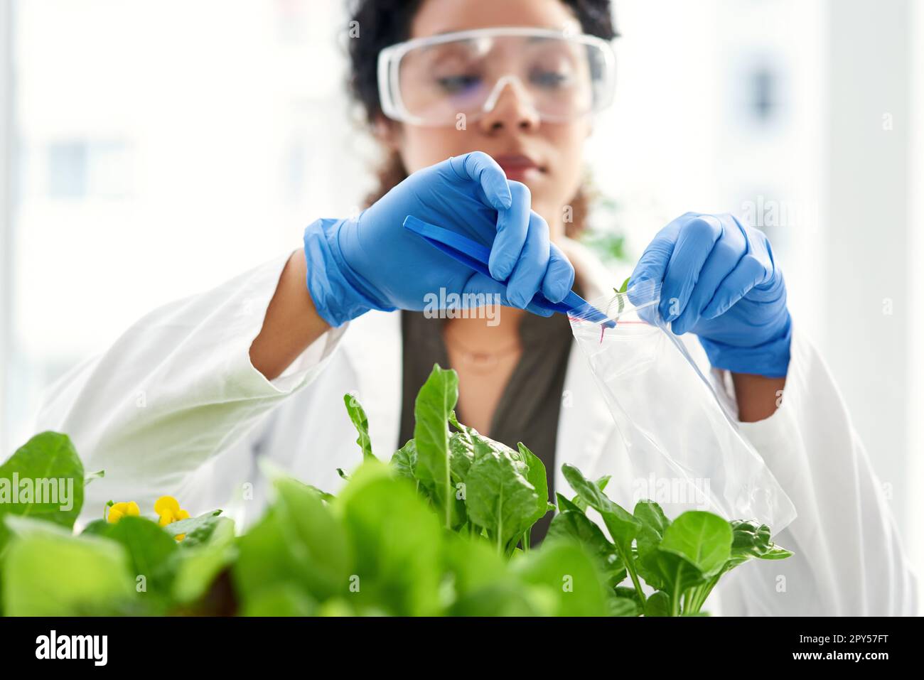 Working on a natural cure. a scientist getting samples from a plant for ...
