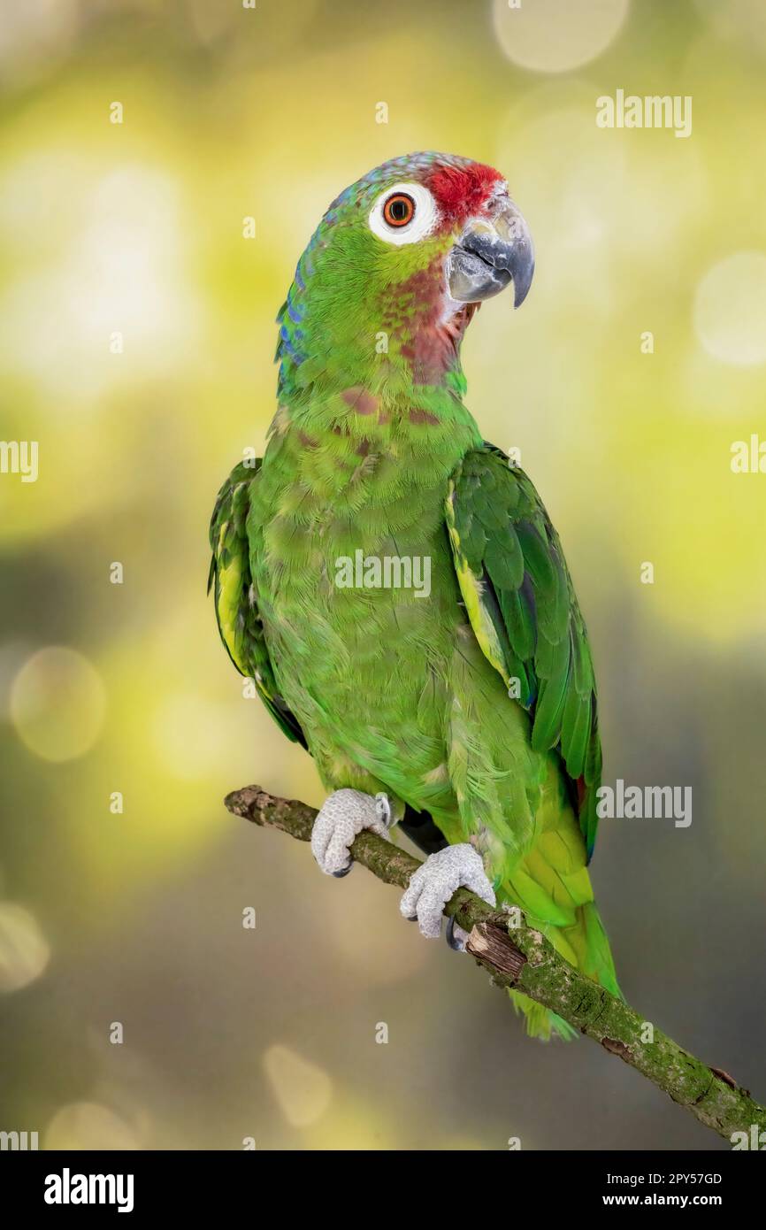 Salvin’s amazon, with extra colouring in the head by the male Stock ...