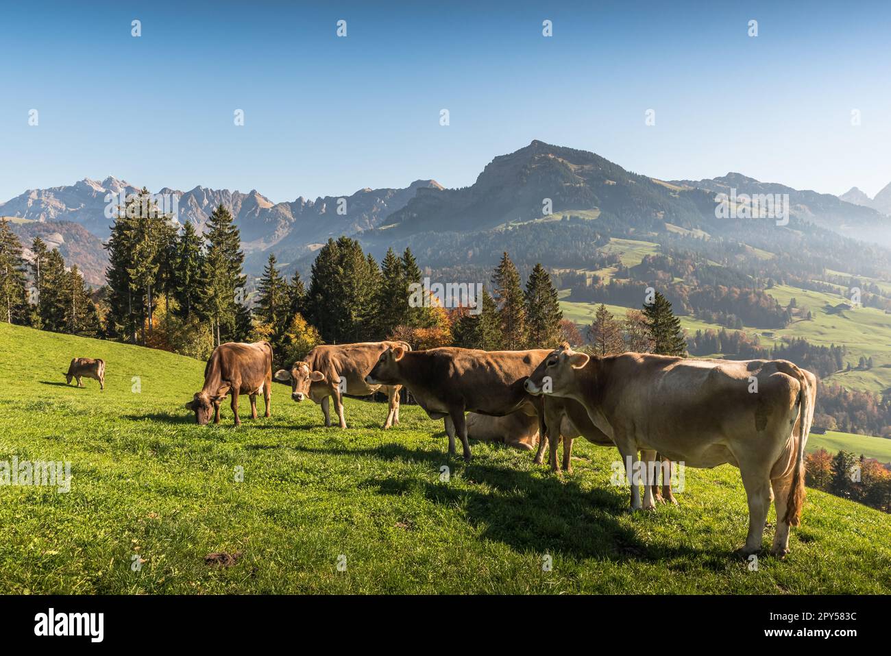Brown swiss cow autumn hi-res stock photography and images - Alamy