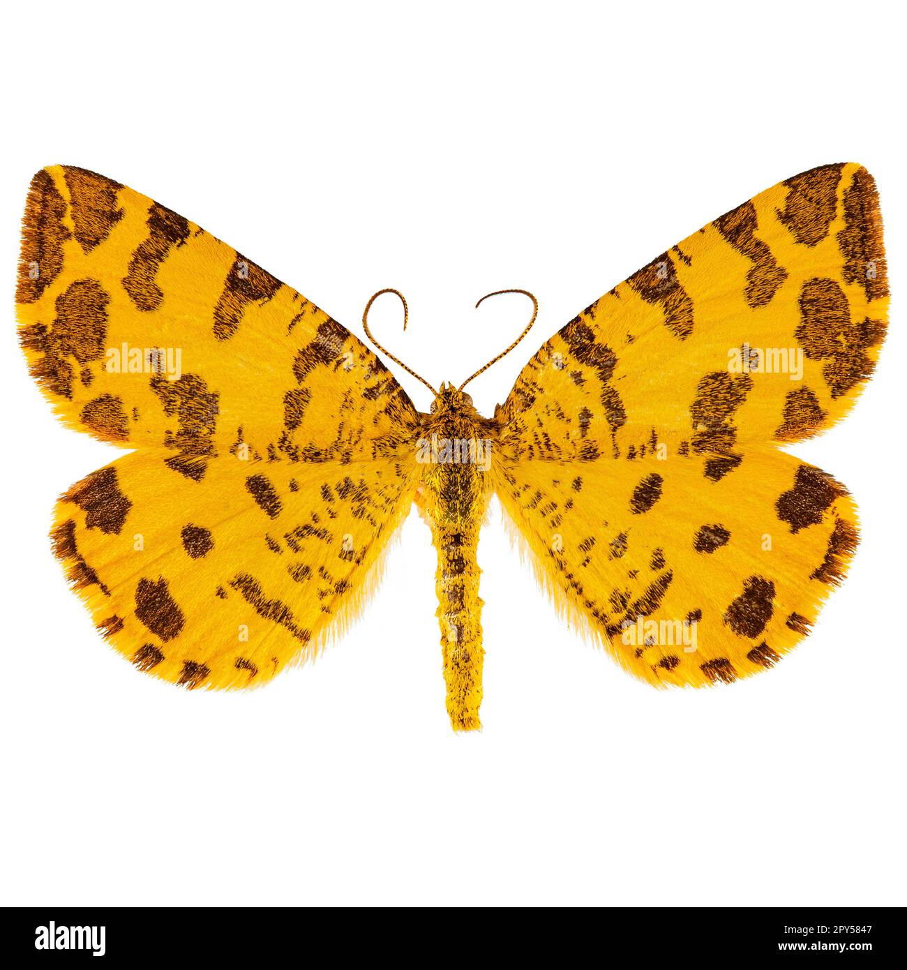 Moth detail Cut Out Stock Images & Pictures - Alamy