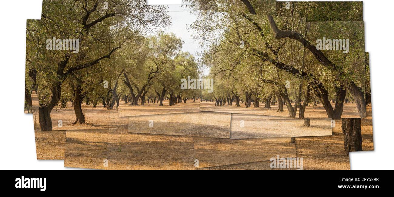 Creative picture of olive tree. Vintage design, natural background ...