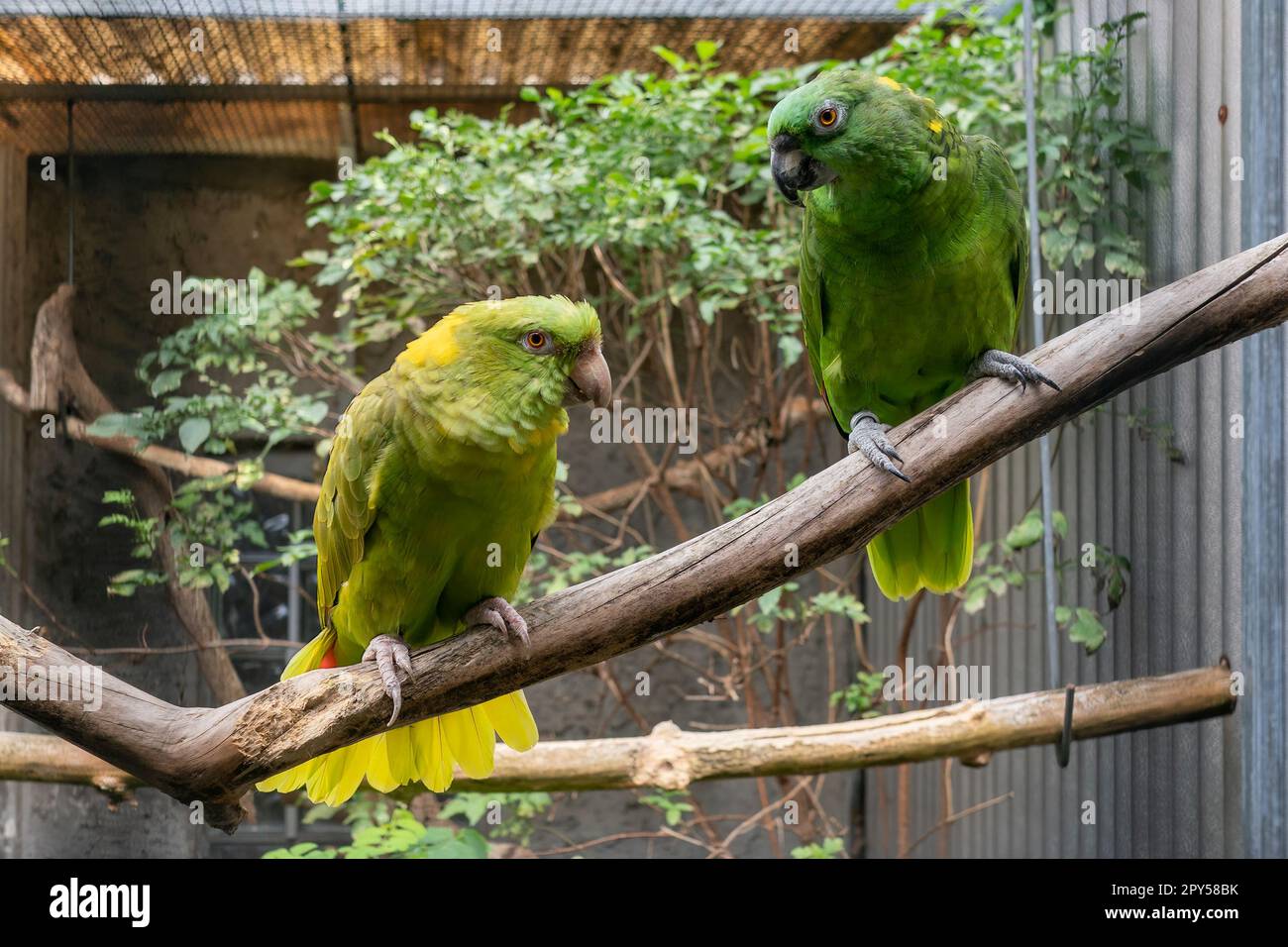 cinnamon mutation of the yellow-naped amazon Stock Photo - Alamy