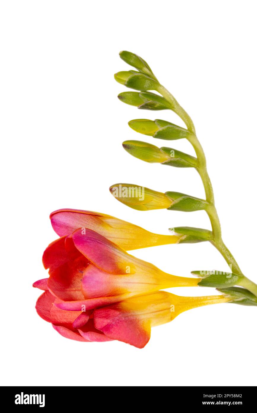 Single flower stem hi-res stock photography and images - Alamy