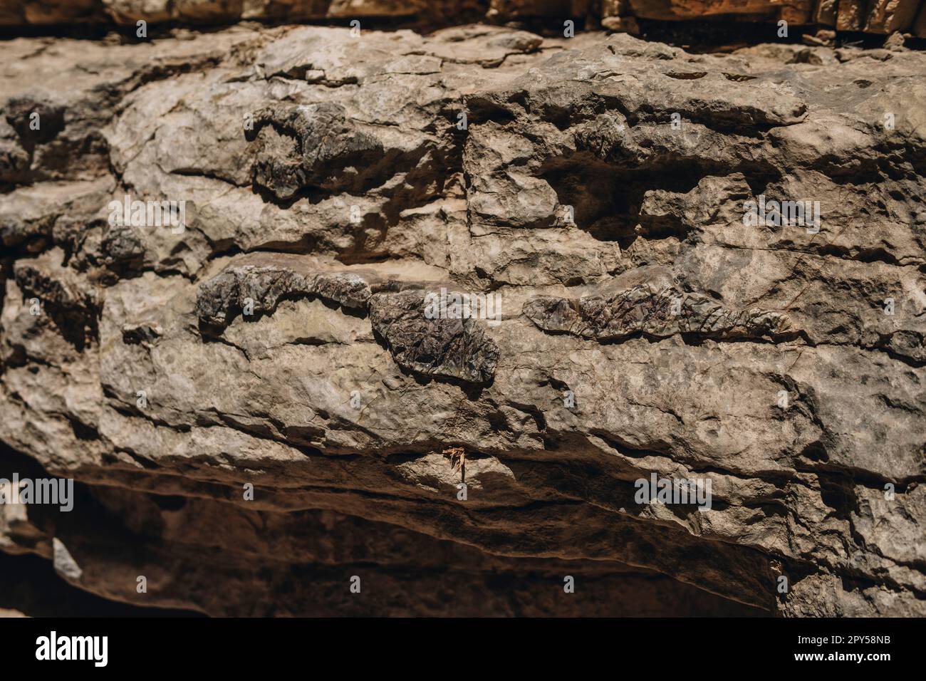 flint inside of limestone rocks in the bottom of Jacob's Canyon Stock ...