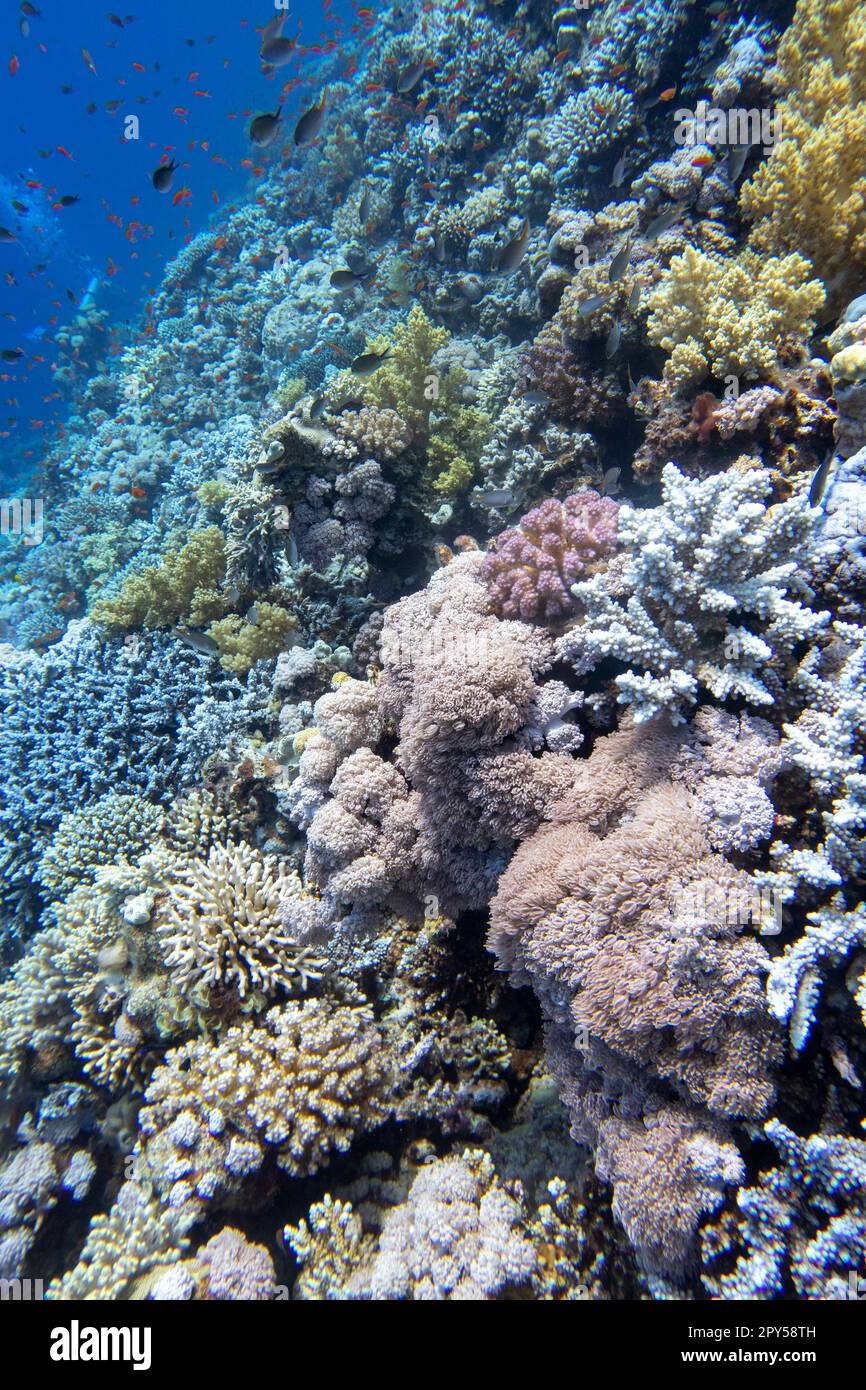 Colorful, picturesque coral reef at the bottom of tropical sea, hard ...