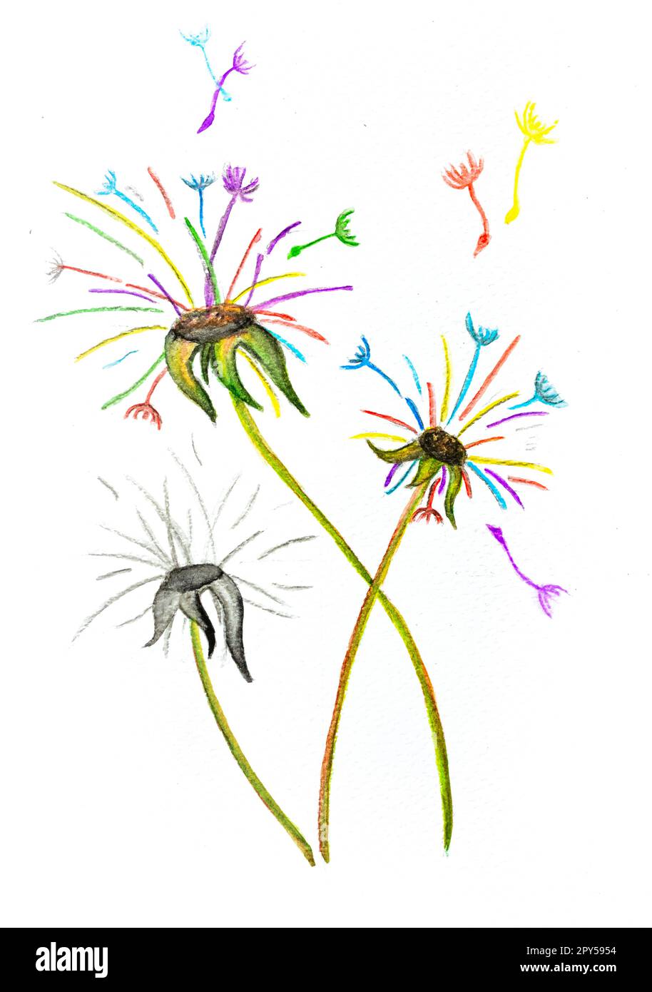 Botanical drawing pencils Cut Out Stock Images & Pictures - Alamy