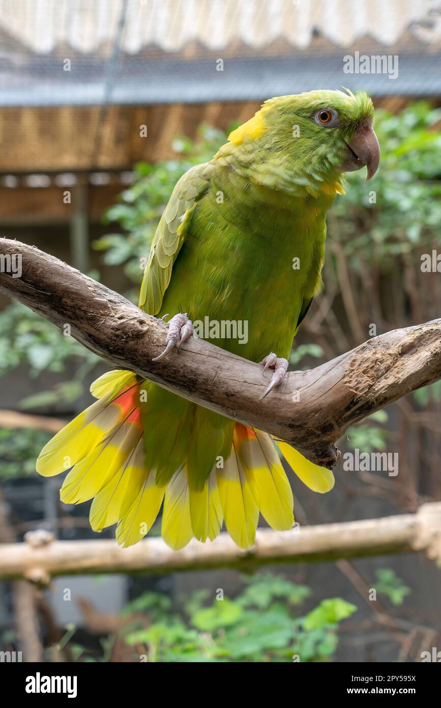 cinnamon mutation of the yellow-naped amazon Stock Photo - Alamy