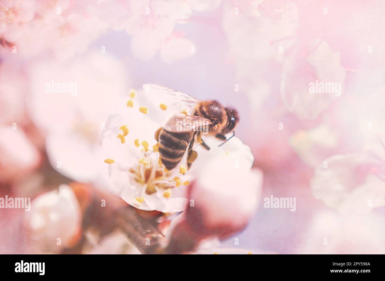 spring flowering apricot tree with pollination of a bumblebee, close-up ...