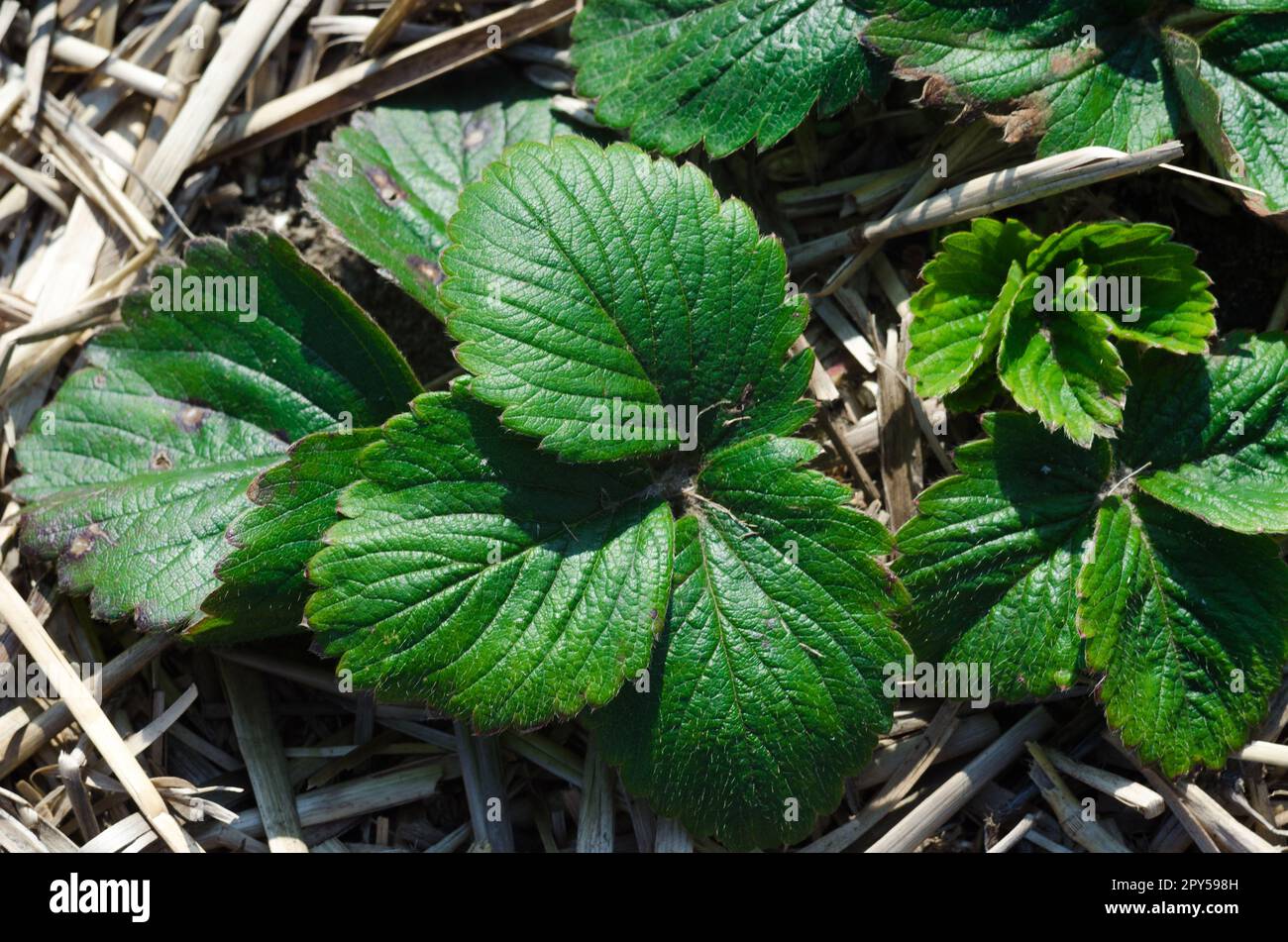 Beautiful garden landscape in early hi-res stock photography and images ...