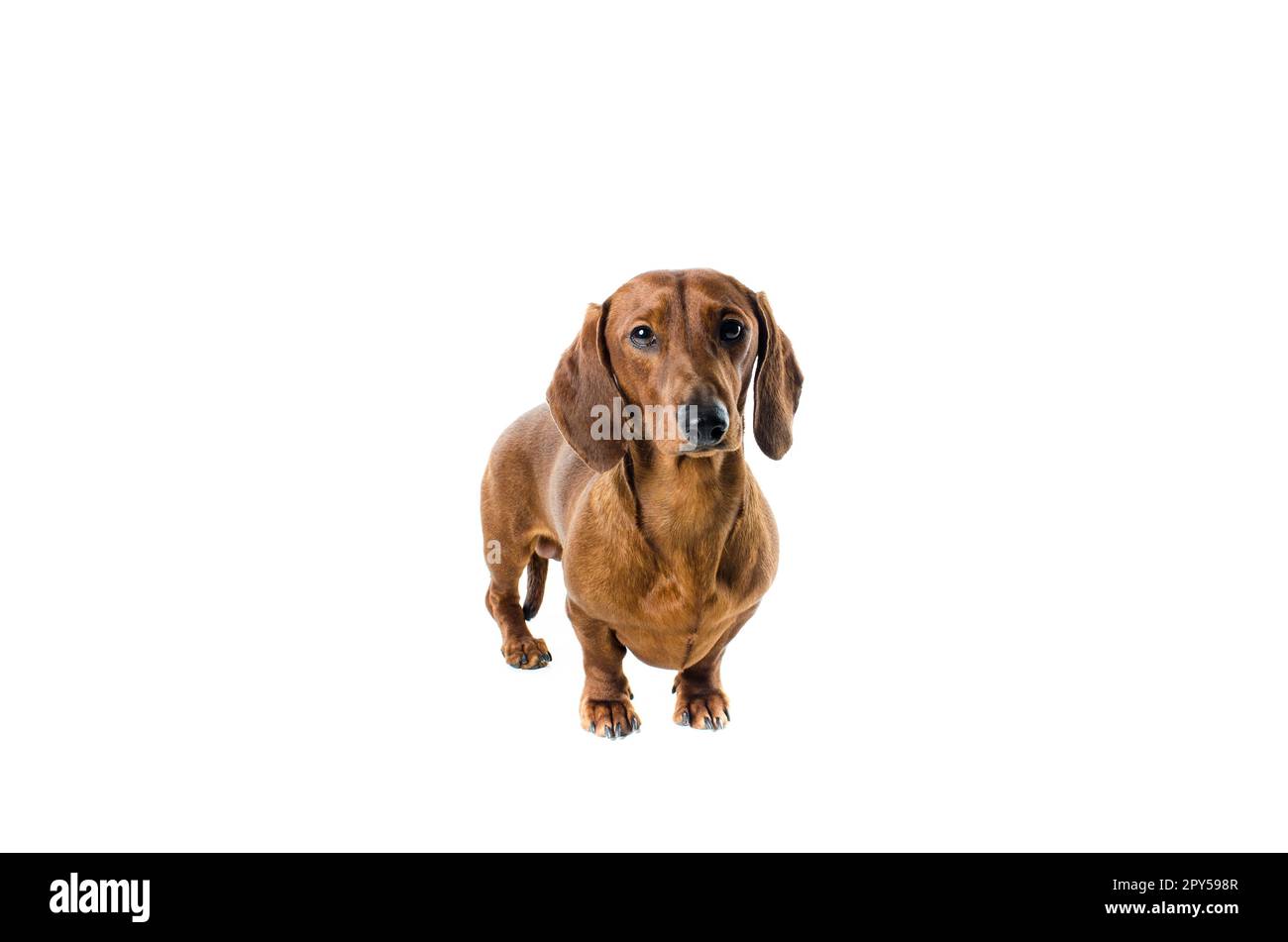 short red Dachshund Dog, hunting dog, isolated over white background ...