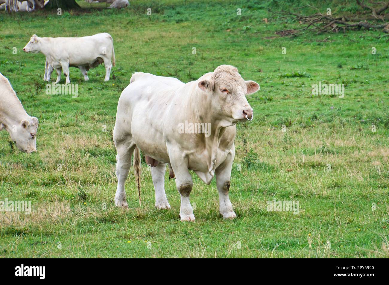 White cattle in the meadow. Farm animal for meat production. Stronger ...