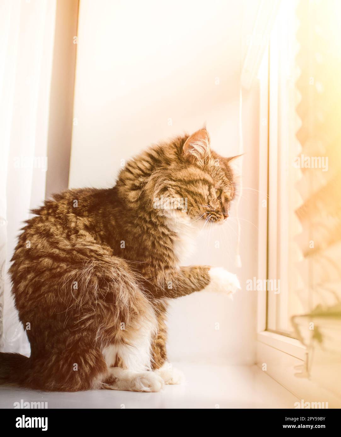 Beautiful cat sitting on windowsill and looking out of a window Stock ...