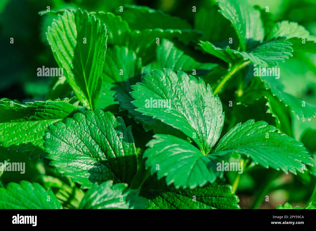 The spring Strawberry Bush, close-up, Strawberry Bush summer Stock ...