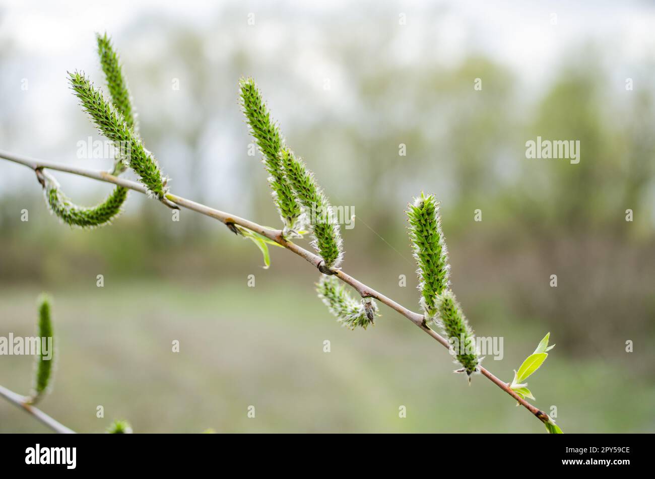 Chinese weeping willow hi-res stock photography and images - Alamy