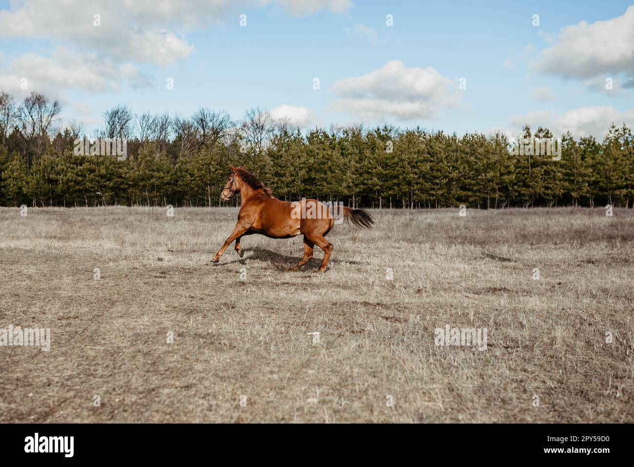 Sparkle horse hi-res stock photography and images - Alamy