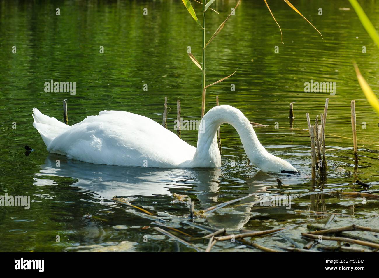 Swan diver, Close wiev on white swan with his head under water Stock ...