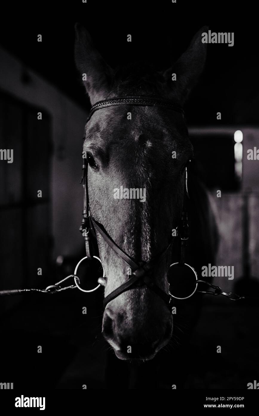 Black horse, black wild horse in stable portrait of a horse, black and ...