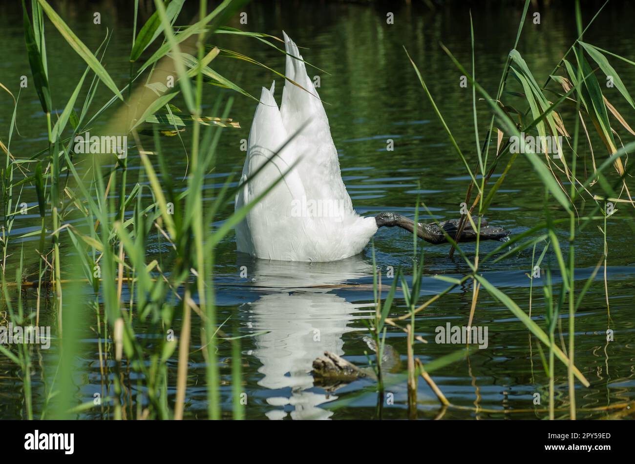 Swan. Close wiev on white swan with his head under water on the river ...