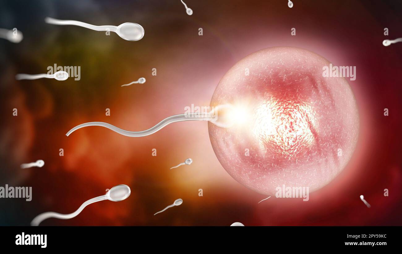 Sperms and ovule. Fertilization - new beginnings concept. 3D ...