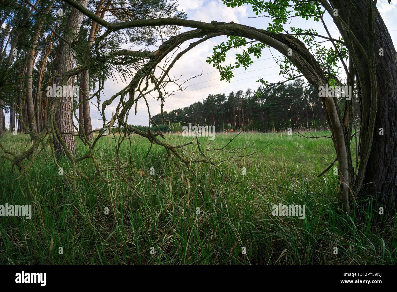 Fallen trees in forest hi-res stock photography and images - Alamy